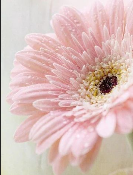 Pink flower – CG Diamond Dot